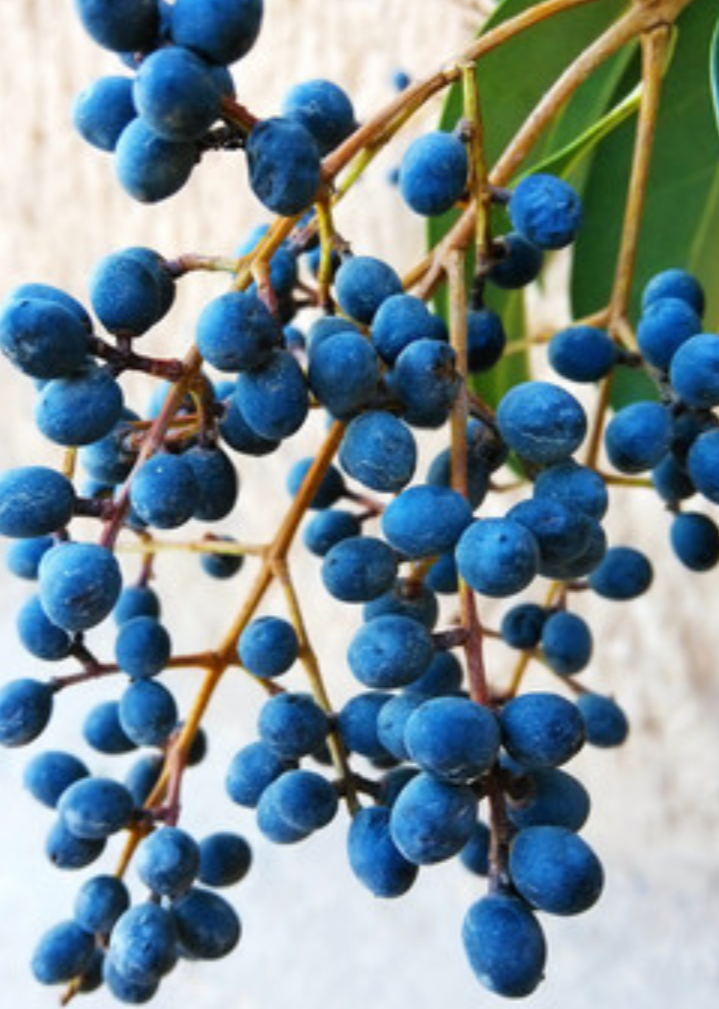 Glossy Privet Fruit – Nature's Way Herbal Remedies