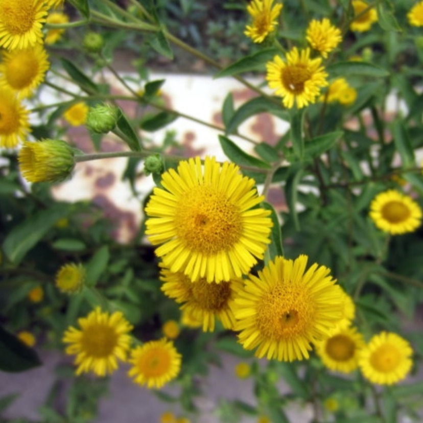 Flos Inulae 旋复花 – Nature's Way Herbal Remedies