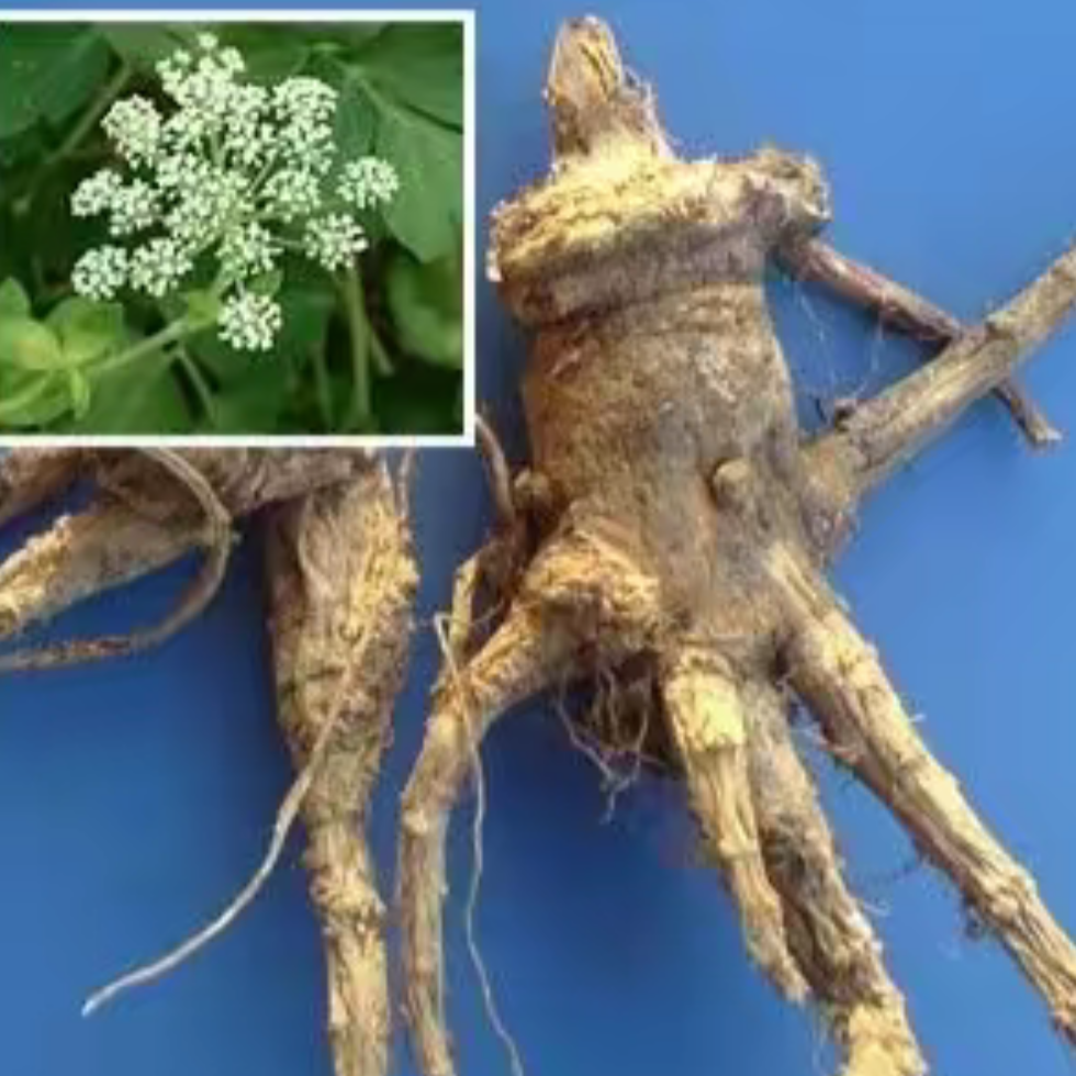 Hog Fennel Root – Nature's Way Herbal Remedies