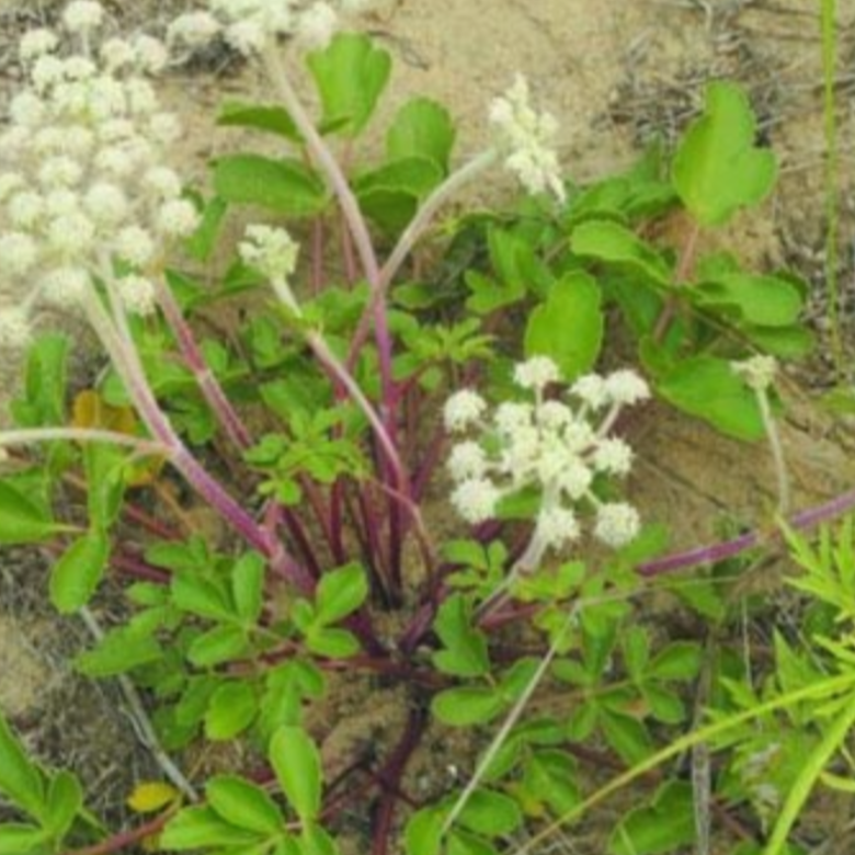 Coastal Glehnia Root – Nature's Way Herbal Remedies