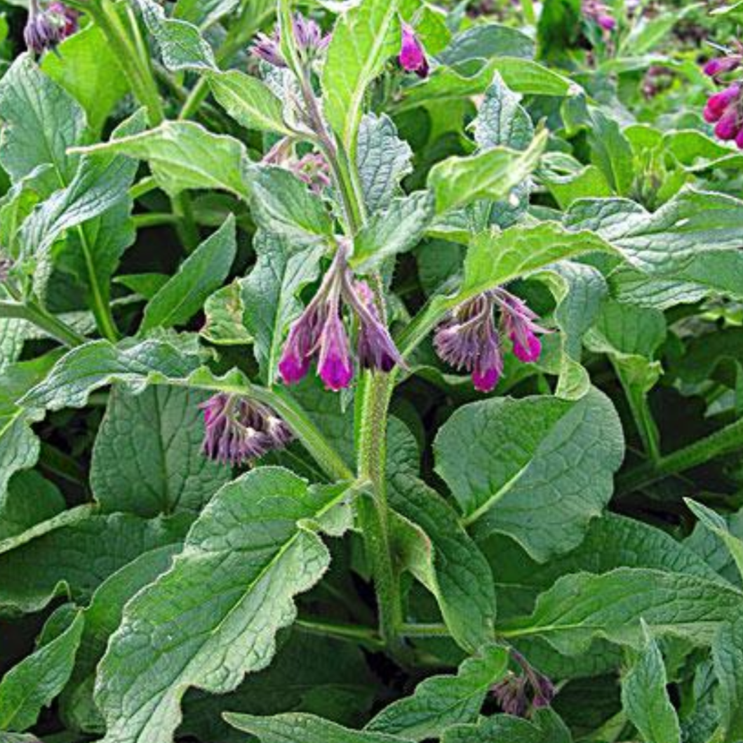 Armenia Lithospermum Root – Nature's Way Herbal Remedies