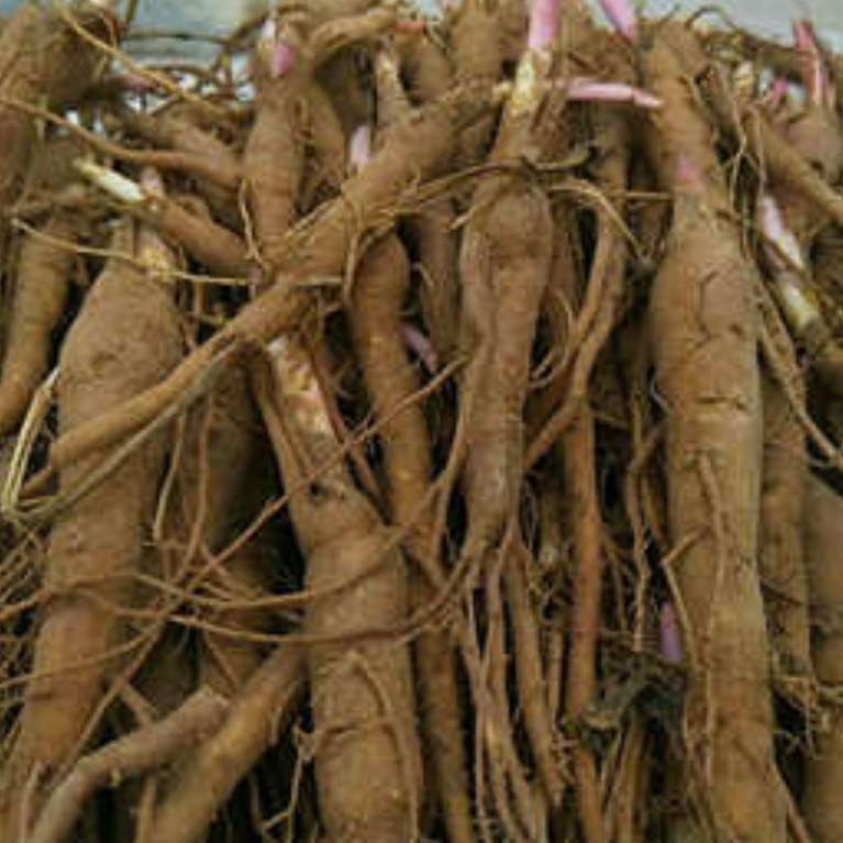 Red Peony Root – Nature's Way Herbal Remedies